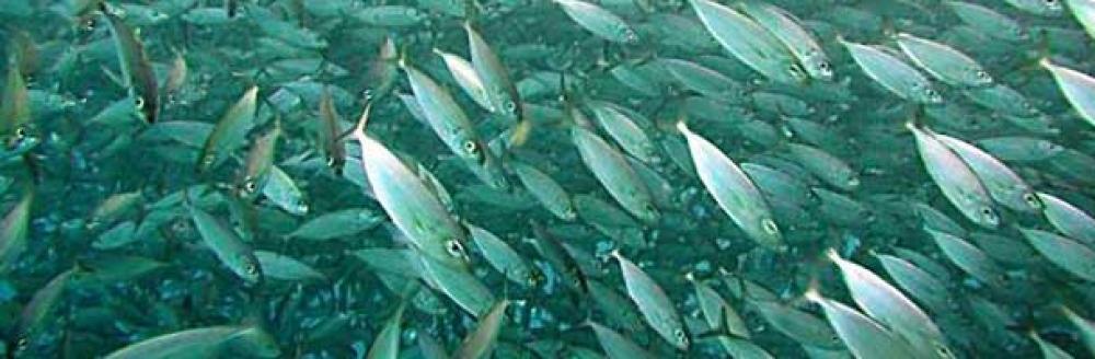 Fisk er også hvad de spiser