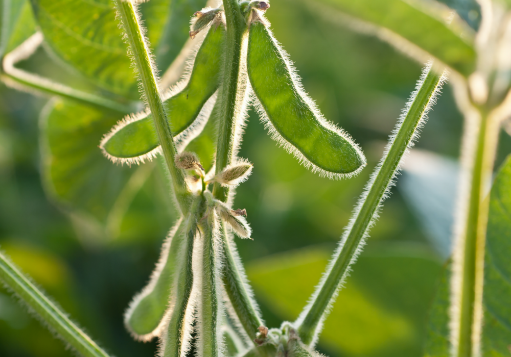 An Ambitious Vision for Sustainable Soy Import