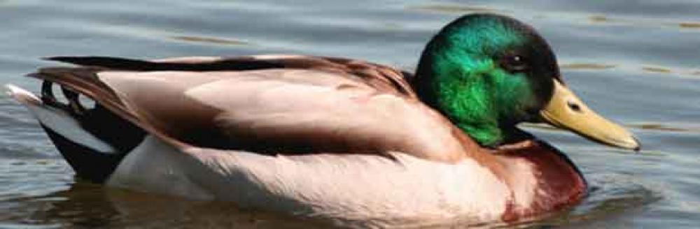 Gråænder vilde med fisk