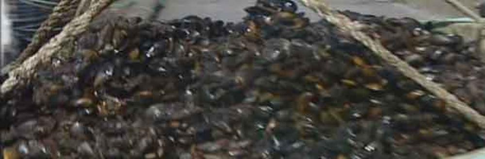 Muslinger på snor renser Limfjorden