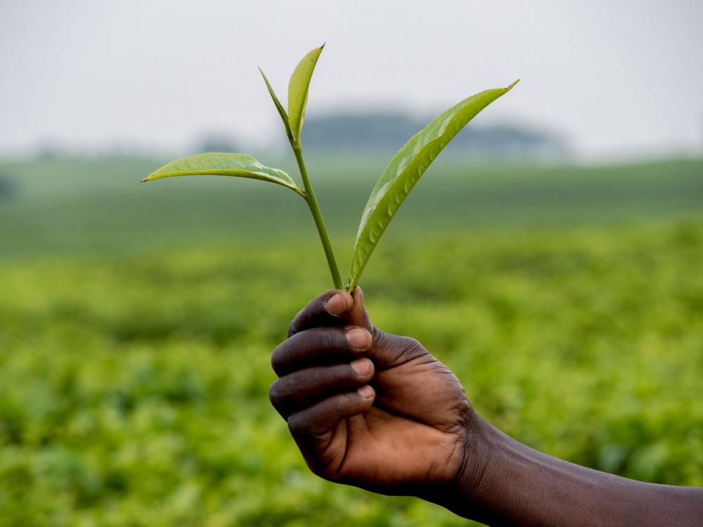 Unilever vil bruge blockchain til at sikre bæredygtig the-supply chain