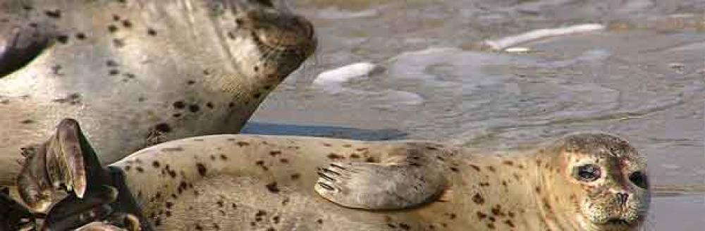 Nyt rev til sæler i Aarhus