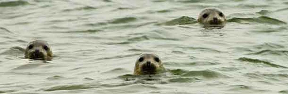 Døde sæler nu også i Aarhusbugten