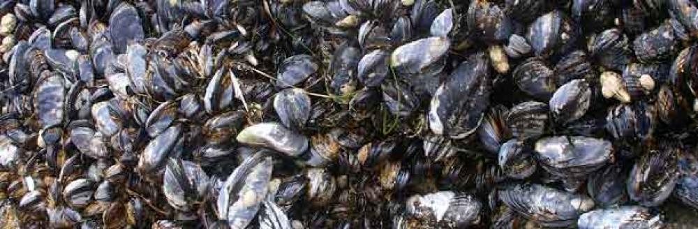 Handlingsplan for muslinger på trapperne