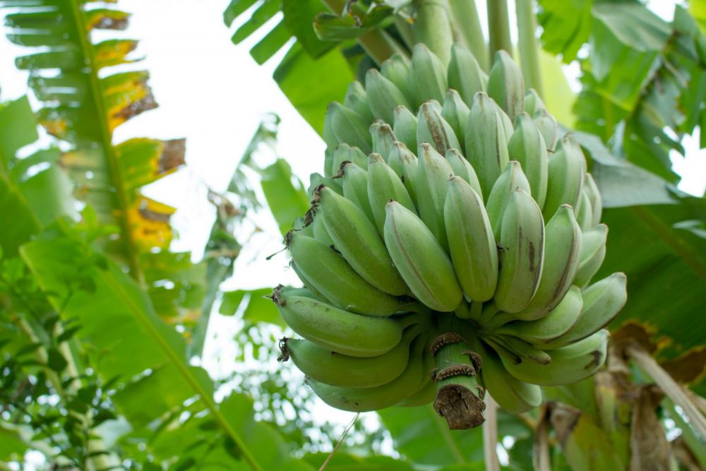 Dagligvaregiganter i fælles kamp for fair bananer