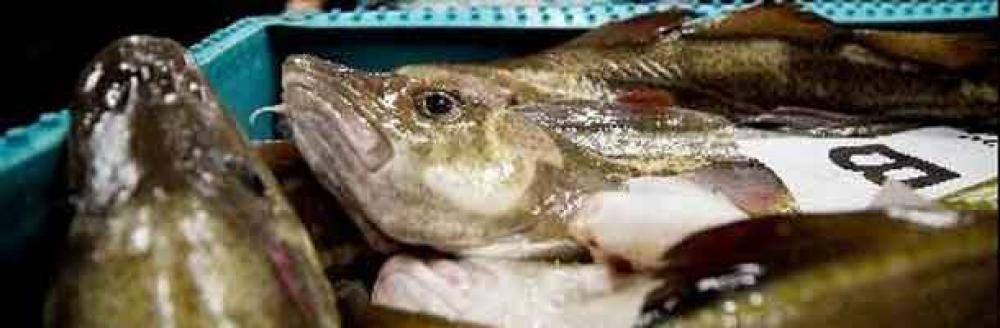 Sushi kan redde norsk fiskeindustri