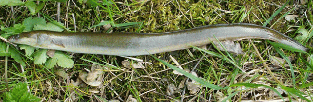 Passage for ål ved dambrug og kraftværk