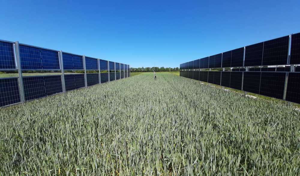 Lodrette solceller giver dobbelt udbytte på danske marker