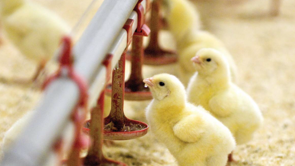 Case story: Danish Poultry - Introducing traceability and documentation