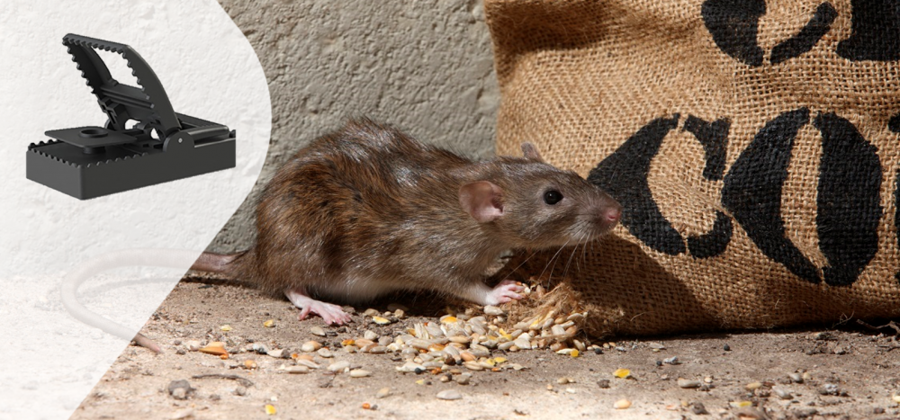 Eimskip Danmark A/S’ pakhuse er ansvarligt sikret mod rotteangreb på ...