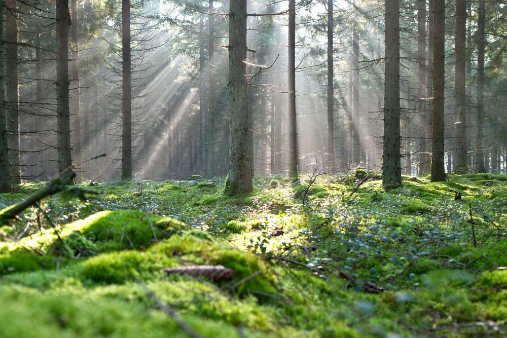 Troldtekt A/S nomineret til CSR Strategy Award