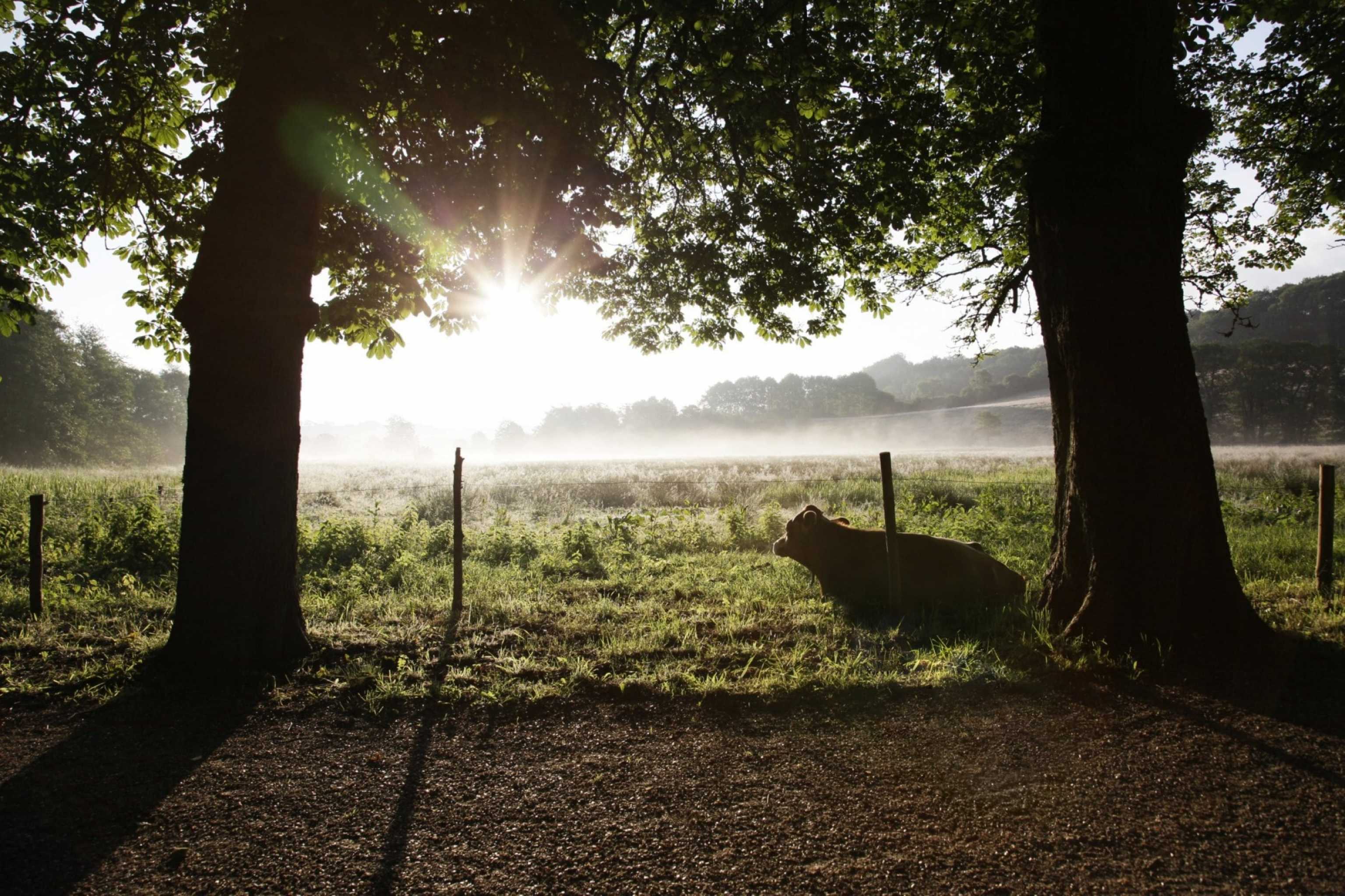 Oksekød er bare et af vores mange klima-dilemmaer